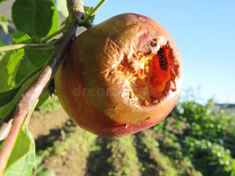 Rotten Apple on a Tree Branch Stock Photo - Image of outdoor, color ...