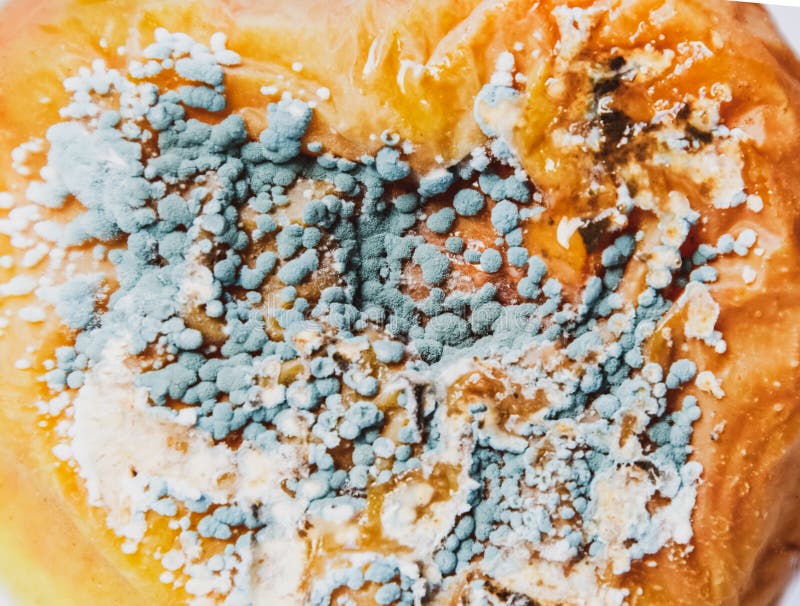 A Rotten Apple Covered with Mold. Stock Image - Image of aging, autumn ...