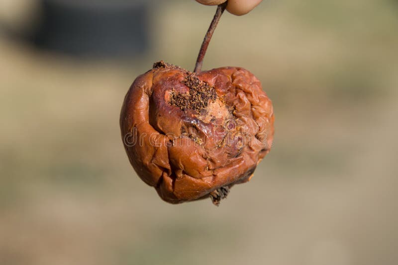 Rotten Apple. Defeat Apples. Spoiled Stock Photo - Image of apple ...