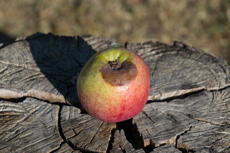 Rotten Apple. Defeat Apples. Spoiled Rotten Apple on a Stump. Defeat ...