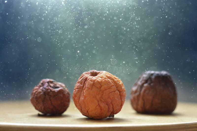Rotten apple. Dry apples. stock photo. Image of together - 193494782