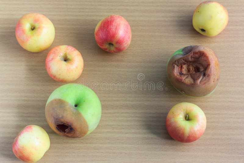 Rotten Apple and Fresh Apple Stock Image - Image of aging, horrible ...