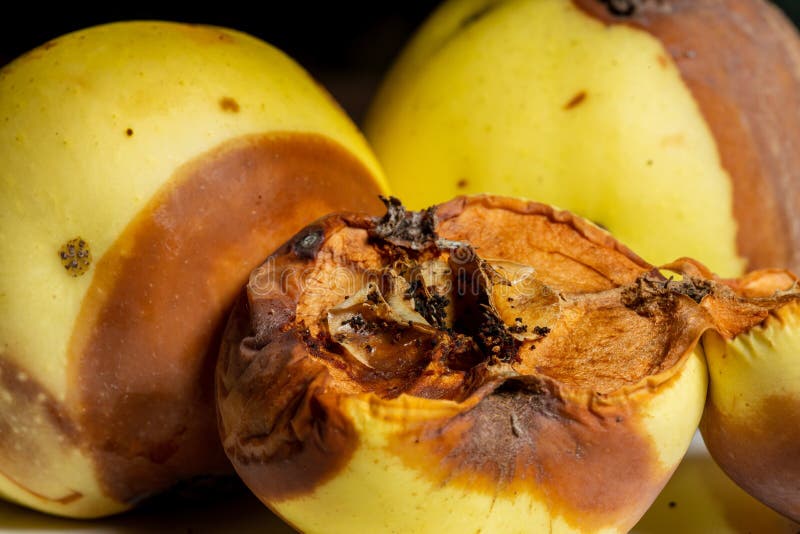 Rotten apple and fruit stock image. Image of meal, gourmet - 156900999