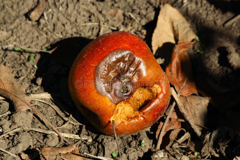 Rotten Apple in the Garden on the Grass. Fallen Bad Apple in the Garden ...