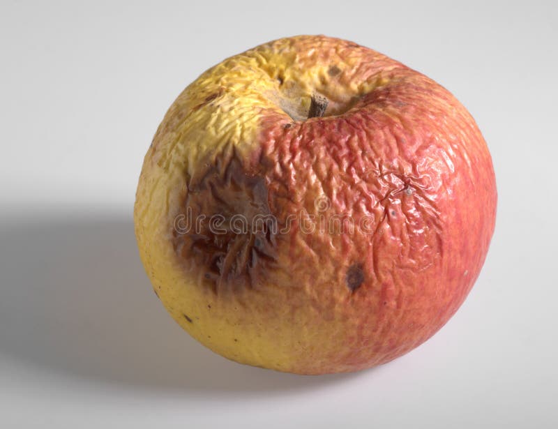 Rotten apple stock image. Image of closeup, macro, nutriment - 57771253