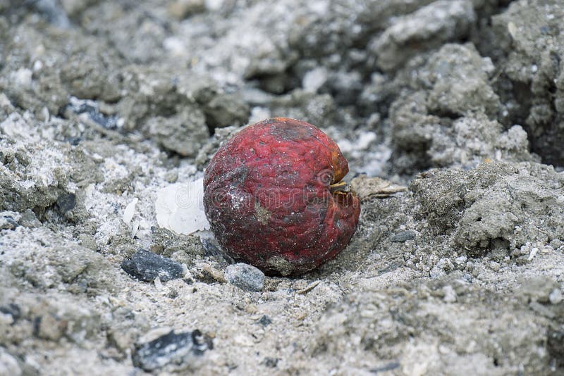 Rotten apple stock image. Image of blemish, fresh, decomposed - 52161525