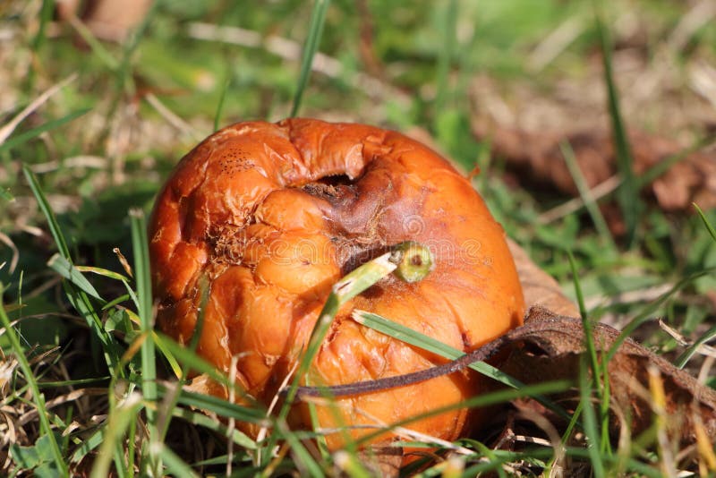 Rotten apple on the ground stock photo. Image of rotten - 89095782