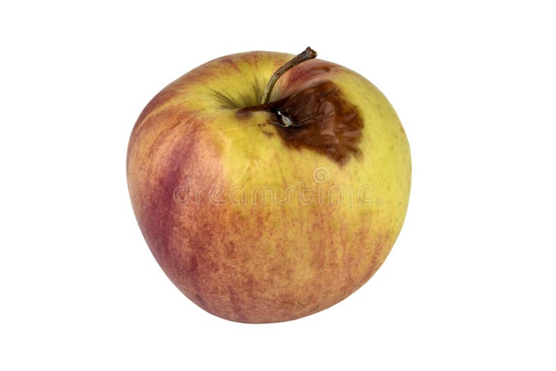 Rotten Apple Isolated On White Background Stock Photo - Image of rotten ... Rotten Apple Isolated On White Background Stock Photo - Image of rotten ...