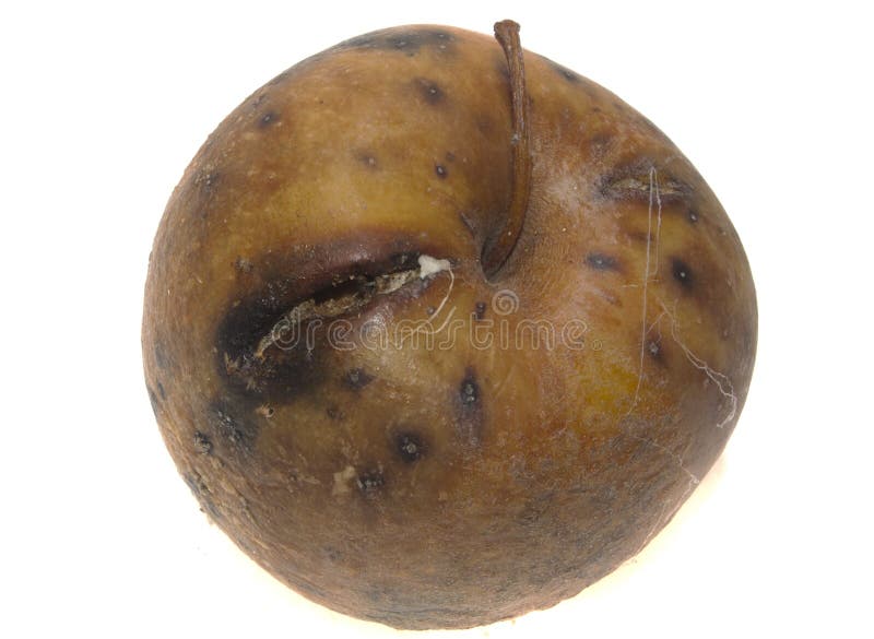 169 Rotten Apple Core Photos - Free & Royalty-Free Stock Photos from ...