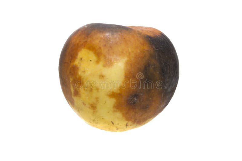 169 Rotten Apple Core Photos - Free & Royalty-Free Stock Photos from ...