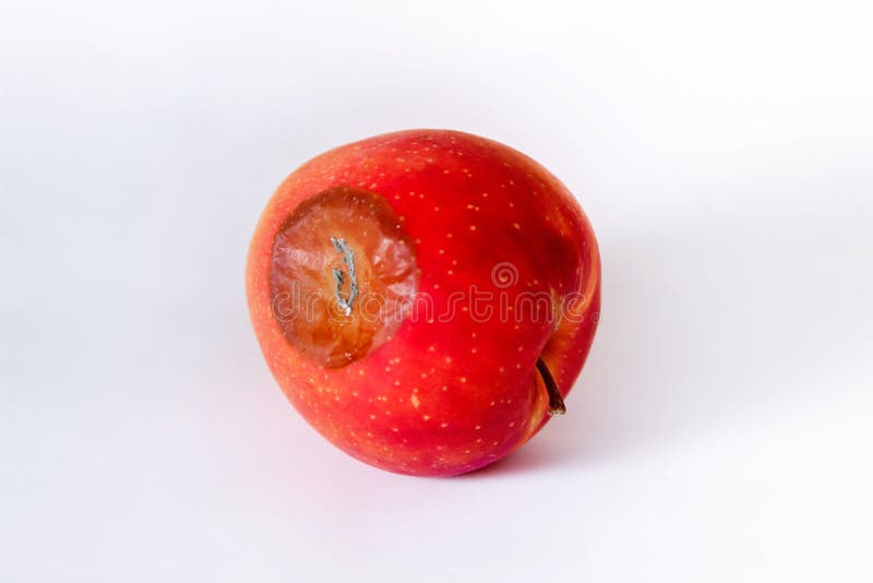 Rotten Apple Isolated on White Stock Image - Image of harmful, moldy ...