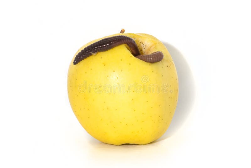 Rotten Apple with a Large Worm Stock Image - Image of worn, large: 80511961