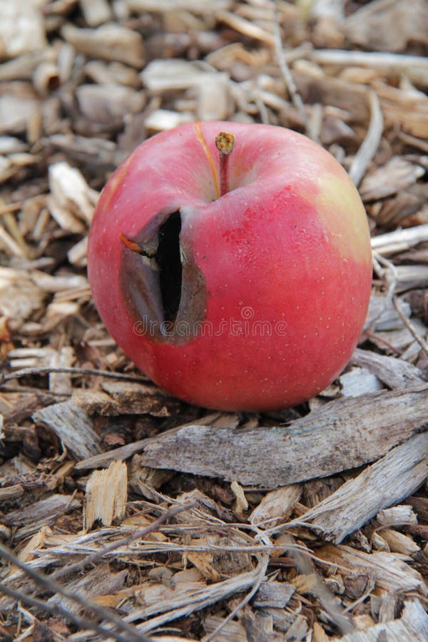 Rotten Apple Laying on Mulch Stock Photo - Image of brown, outdoors ...