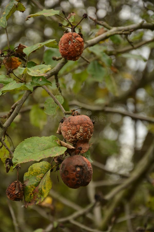 Rotten Apple with Mildew on Tree in Orchard Stock Photo - Image of ...