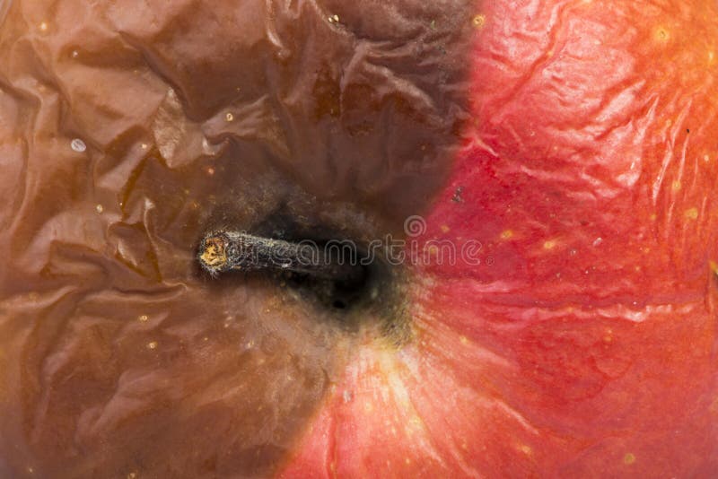 Rotten apple stock photo. Image of decomposed, rotten - 34289660