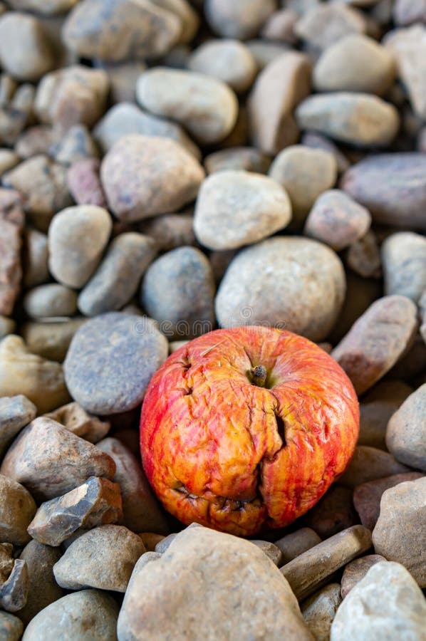 Rotten Apple on Pebble Stones Stock Photo - Image of stones, pebble ...