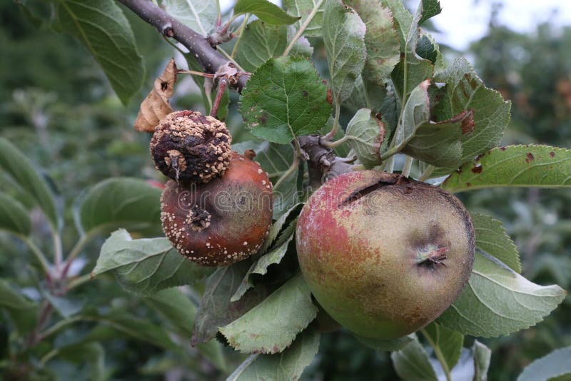 Rotten apple stock photo. Image of loss, plant, ripe - 81849380