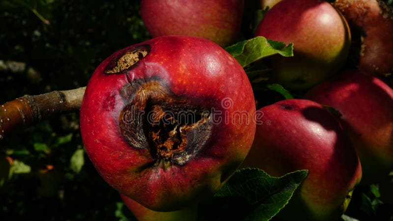 Rotten apple stock image. Image of berrybounty, bloomingbeauty - 310200627