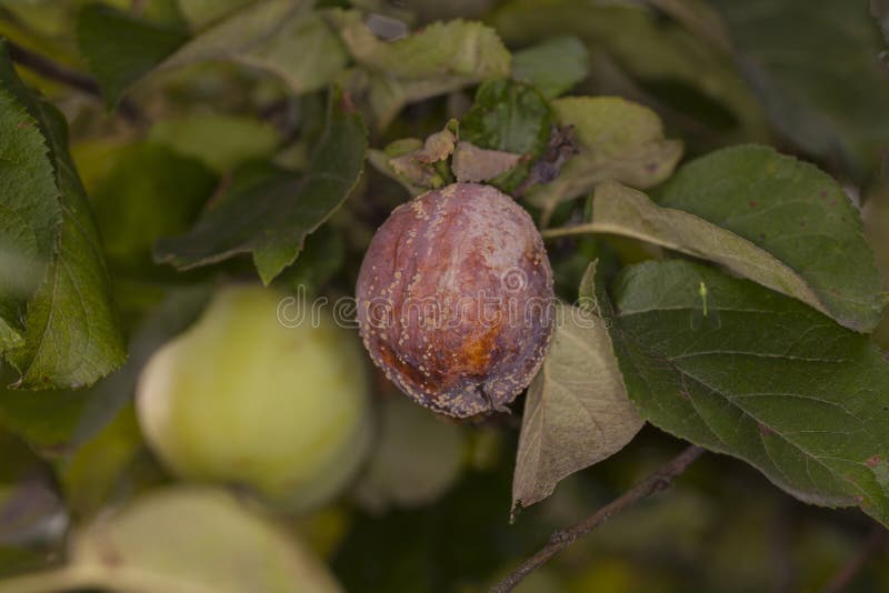 Rotten apple on the tree stock photo. Image of hanging - 78769016