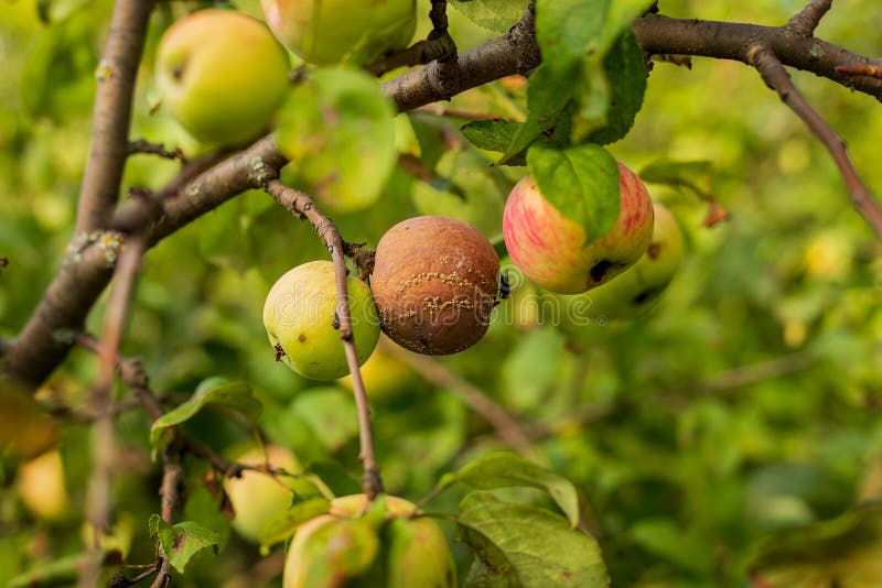 Rotten Apple on a Tree Branch. Spoiled Fruit on an Apple Tree Stock ...