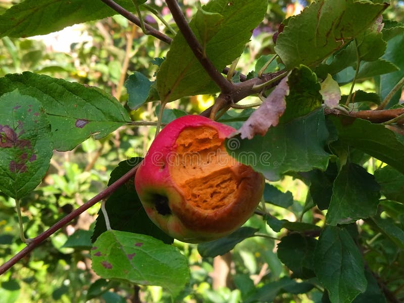 Rotten Apple on a Tree Close-up, Bitten Off Stock Photo - Image of ...