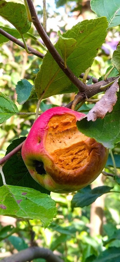 Rotten Apple on a Tree Close-up, Bitten Off Stock Image - Image of ...