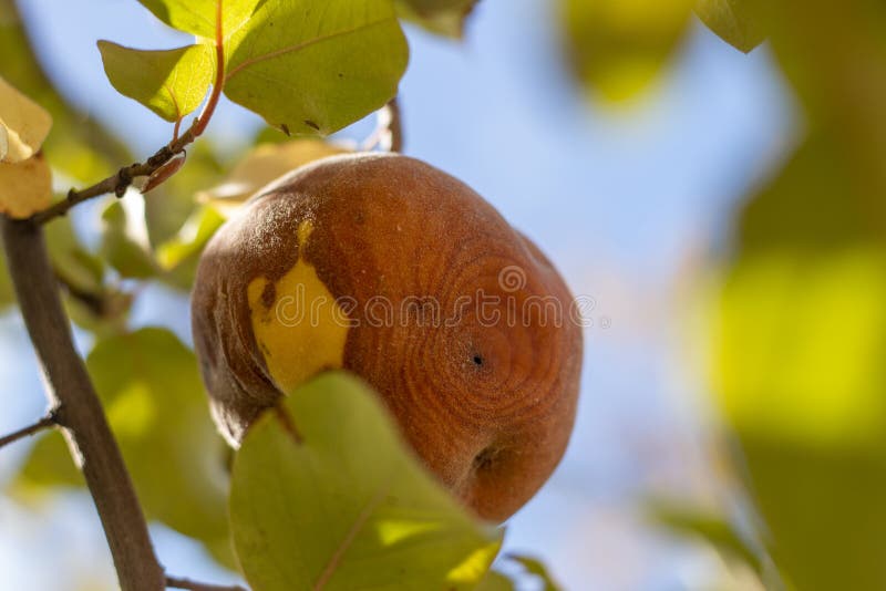 Rotten apple on tree stock photo. Image of branch, sunny - 170432452