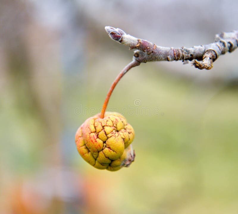Rotten Apple , Human Face, Aging Concept Stock Image - Image of apple ...
