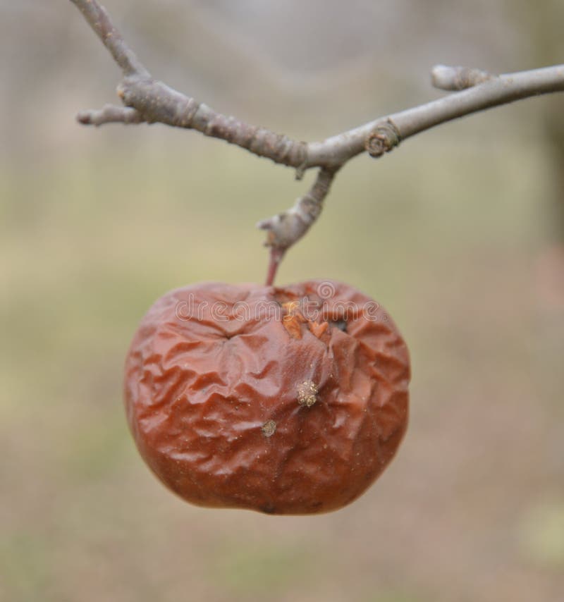 Rotten Apple , Human Face, Aging Concept Stock Image - Image of apple ...