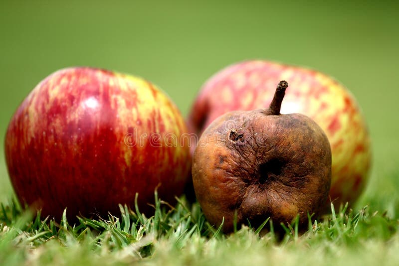 Rotten Apple Will Spoil the Whole Batch Stock Image - Image of pretty ...
