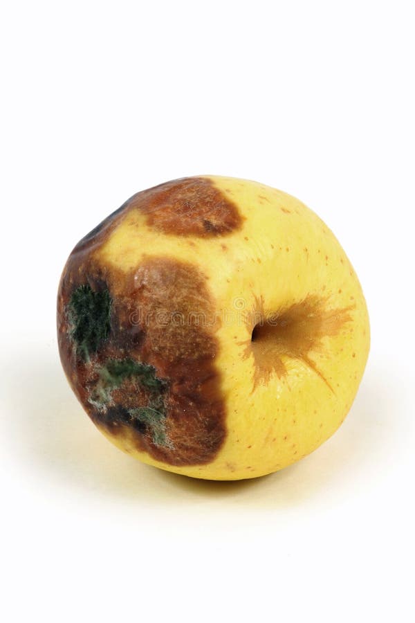 Rotten apples stock image. Image of aves, food, dried - 13580607