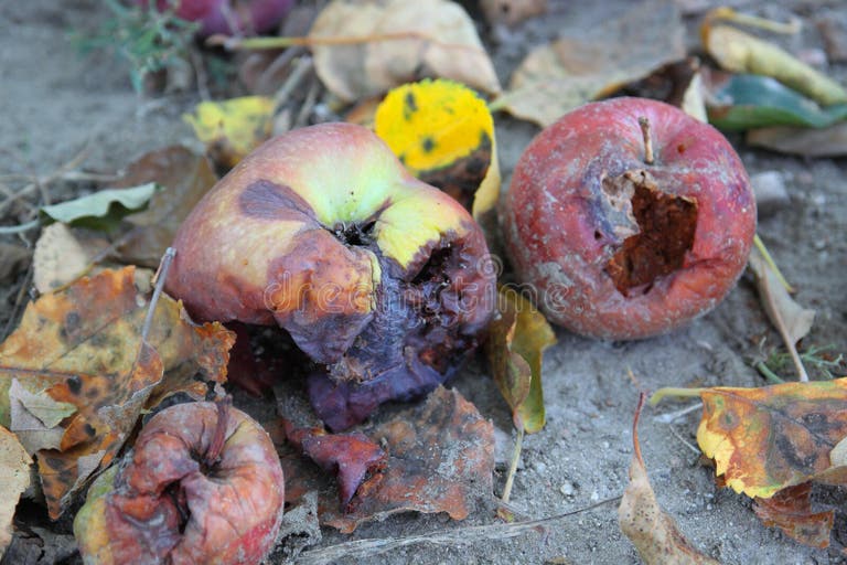 3,511 Rotten Apples Prarhes Stock Photos - Free & Royalty-Free Stock ...