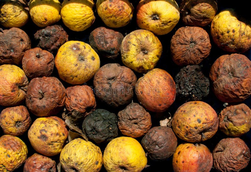 469 Rotten Date Stock Photos - Free & Royalty-Free Stock Photos from ...