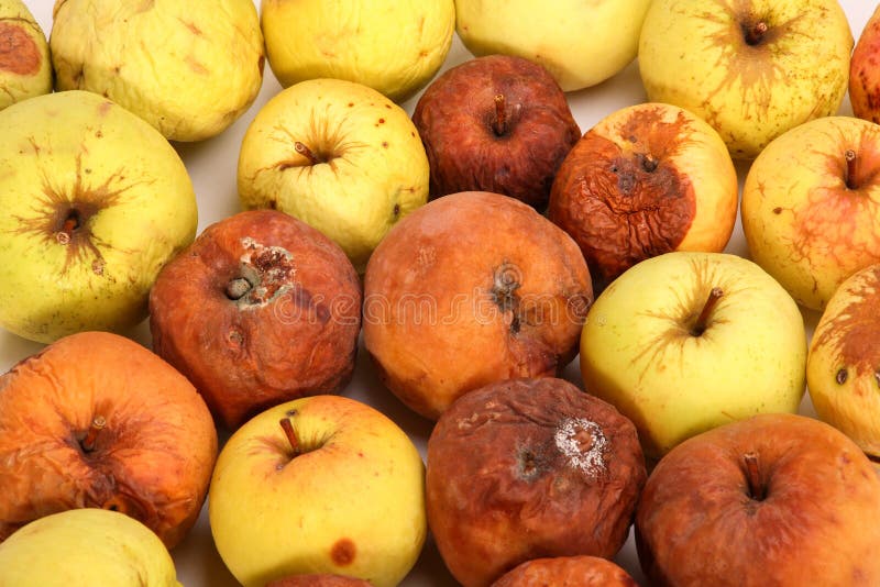 Rotten apples stock photo. Image of eating, crumbling - 3363672