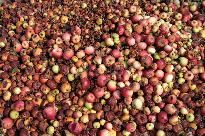 Rotten apples stock photo. Image of ripe, healthy, waste - 7270852