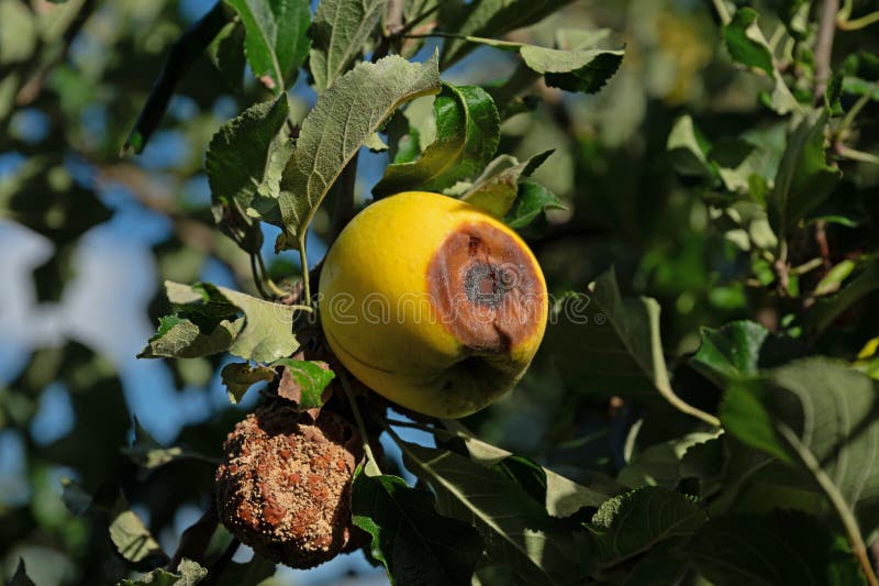 Rotten Apples on an Apple Tree in a Orchard Meadow Stock Image - Image ...