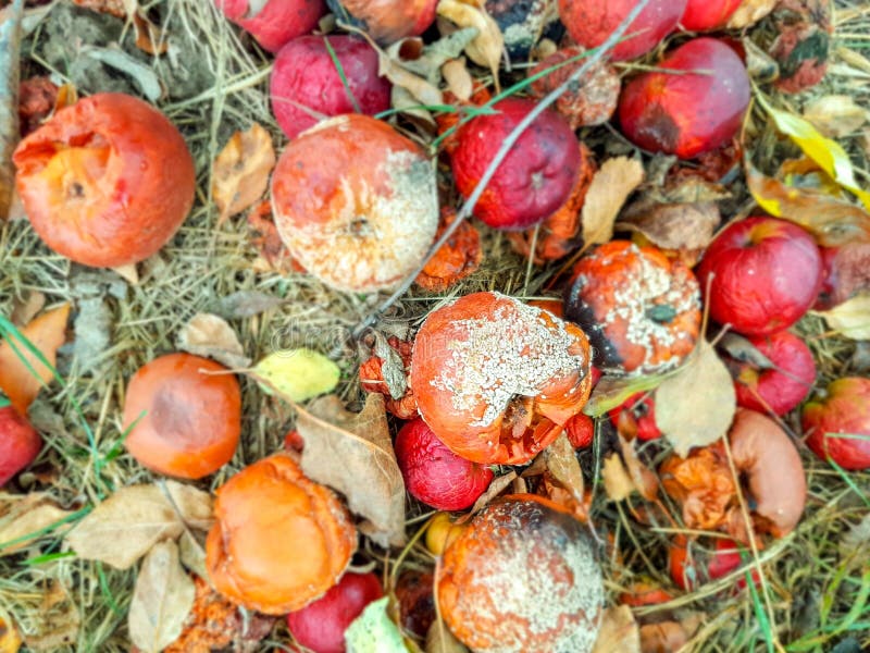 Rotten apples stock image. Image of fruit, condition - 129435937