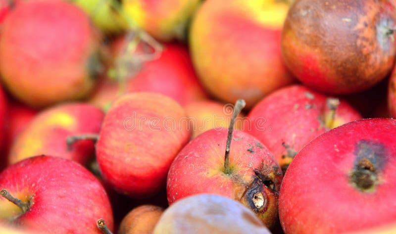 Rotten apples closeup stock image. Image of heap, rotten - 122678065