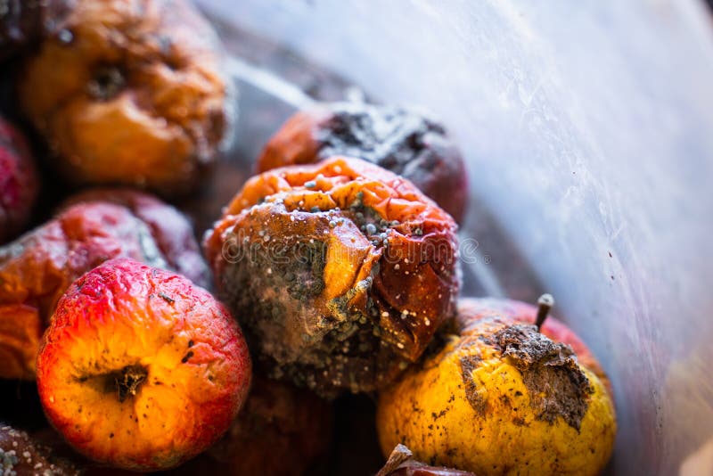 Rotten Apples of Different Colors Covered with Mold Stock Photo - Image ...