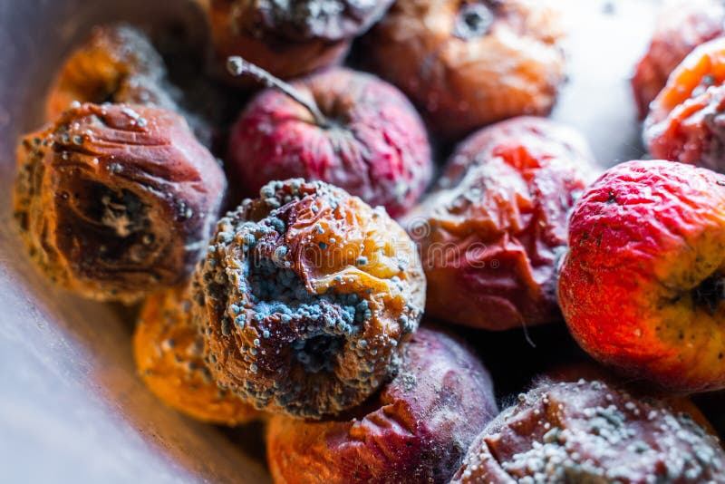 Rotten Apples of Different Colors Covered with Mold Stock Photo - Image ...