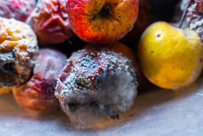 Rotten Apples of Different Colors Covered with Mold Stock Photo - Image ...