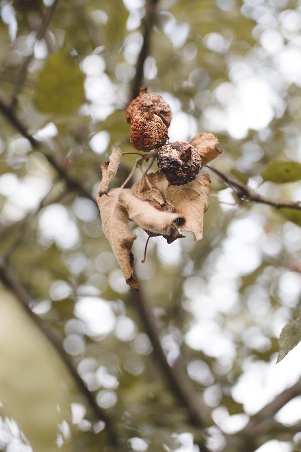 Rotten Apples with Dry Leaves on Branche of Apple Tree Stock Photo ...