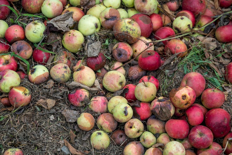 The Rotten Apples Fallen on the Ground Stock Photo - Image of garden ...