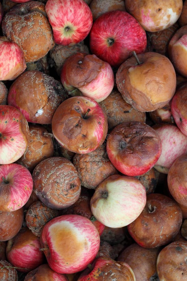 Rotten Apples stock image. Image of fruit, unpleasant - 45081761