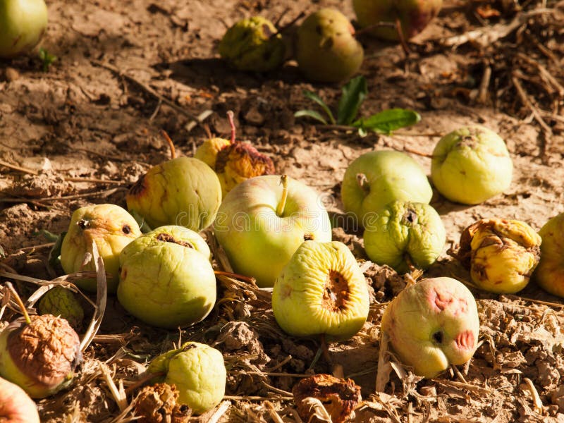 Rotten apples stock photo. Image of yellow, agriculture - 255966978