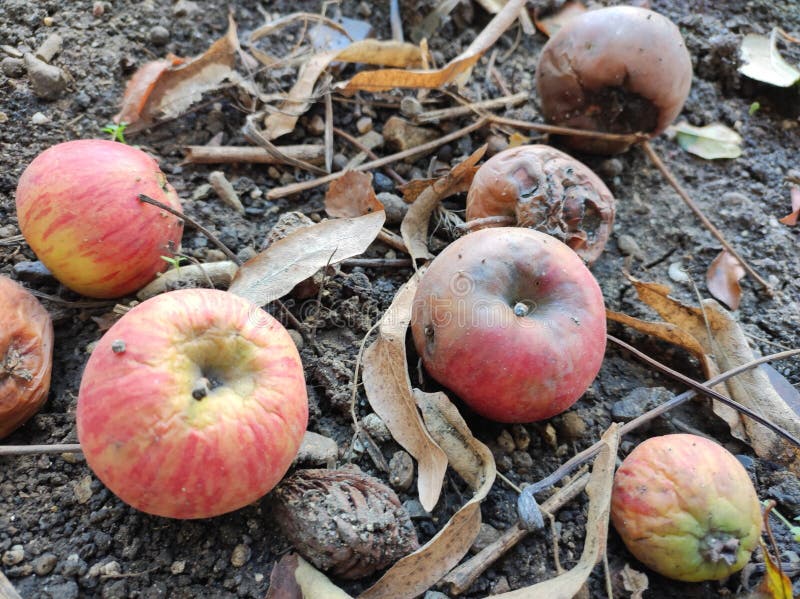 Rotten Apples on the Ground Stock Photo - Image of autumn, food: 349001902