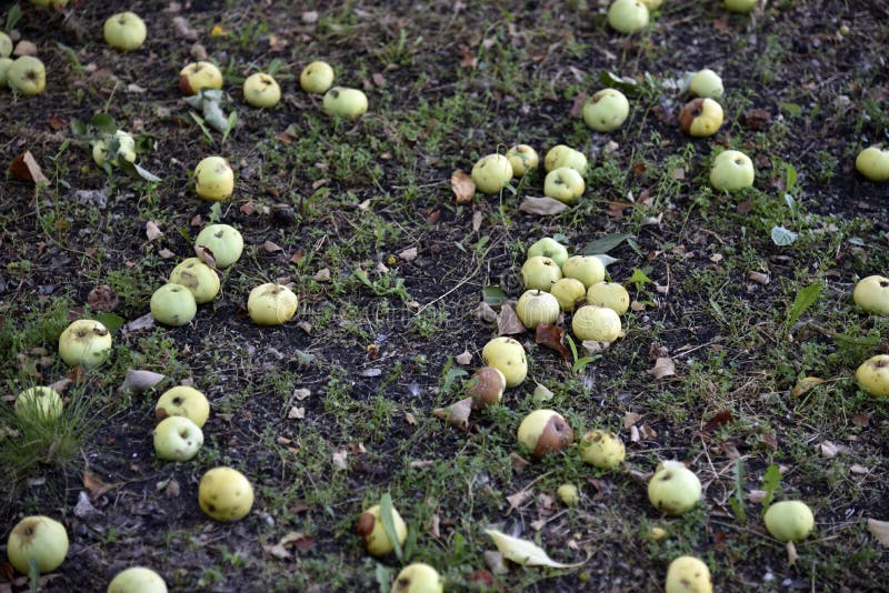 Rotten Apples on the Ground Fallen from an Apple Tree in Autumn. the ...
