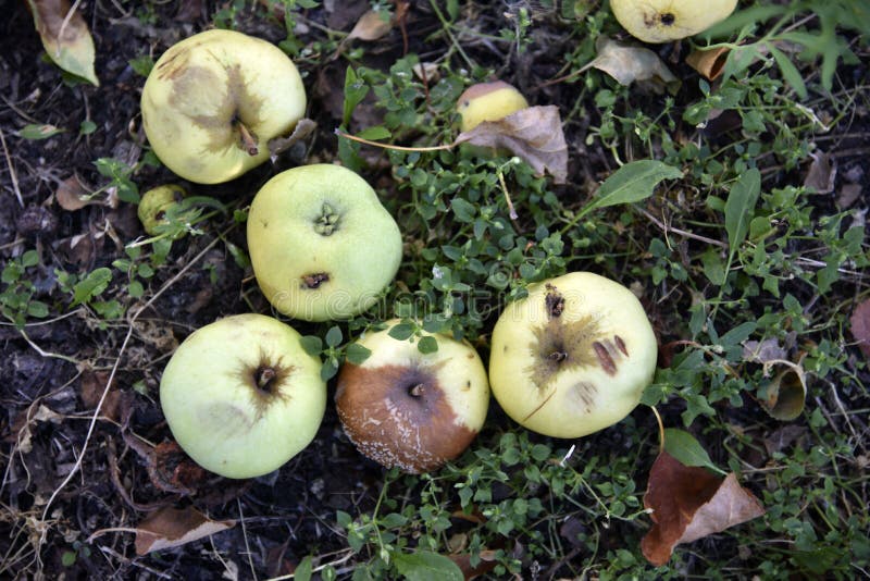 Rotten Apples on the Ground Fallen from an Apple Tree in Autumn. the ...