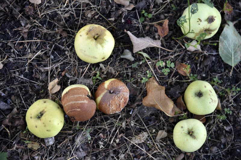 Rotten Apples on the Ground Fallen from an Apple Tree in Autumn. the ...