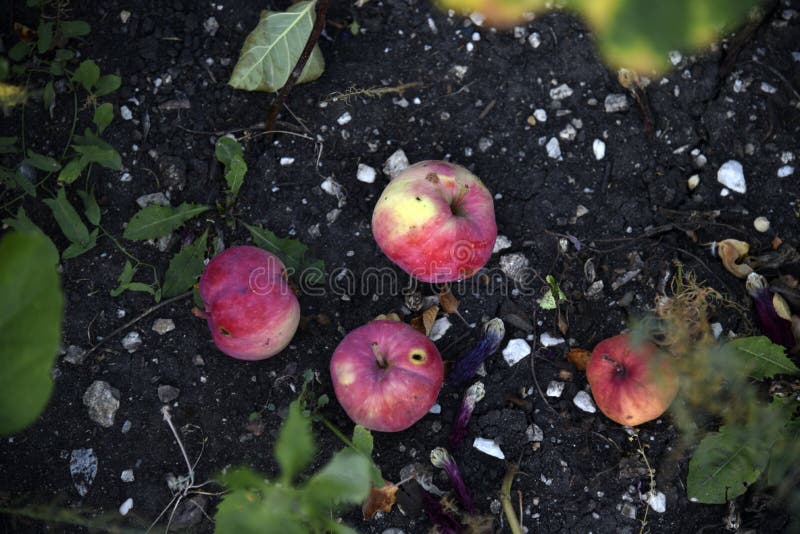 Rotten Apples on the Ground Fallen from an Apple Tree in Autumn. the ...